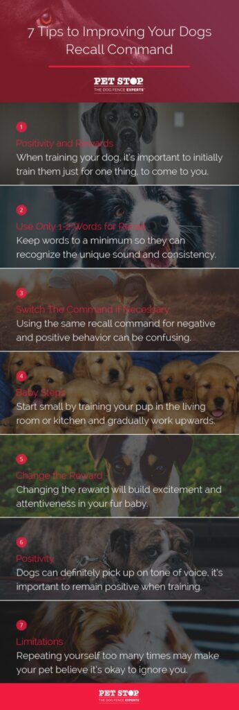 7 Tips for Improving Your Dog's Recall Command | Pet Stop