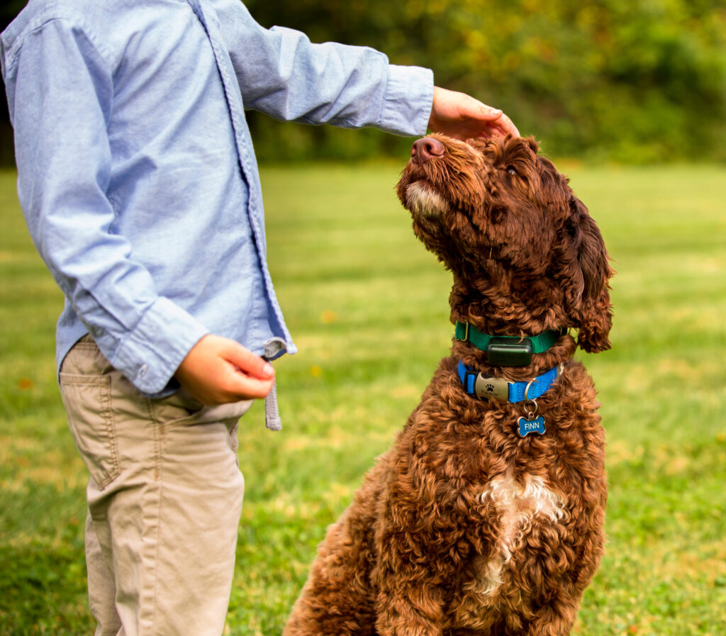 Top 10 Most Trainable Dog Breeds | Pet Stop