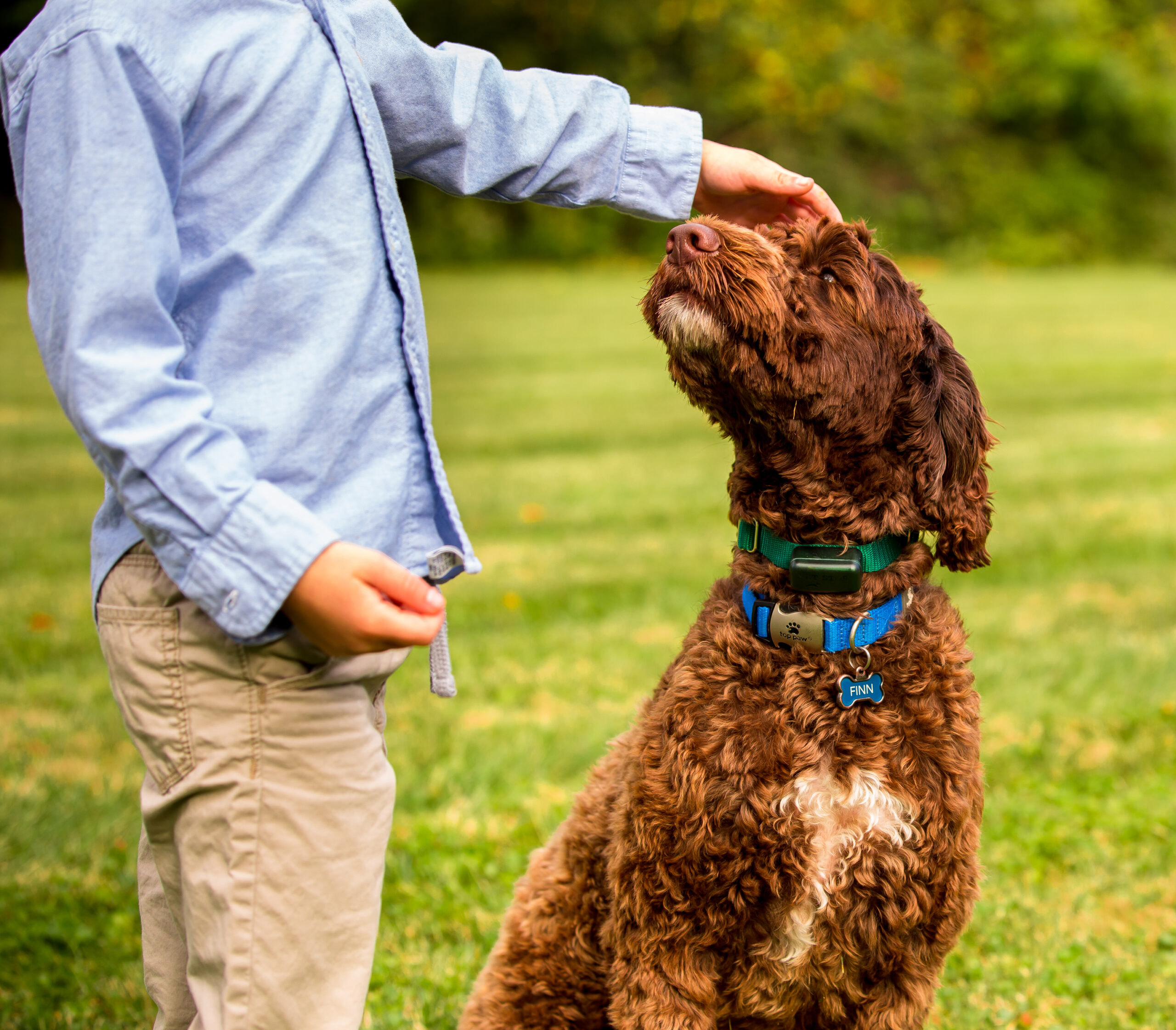 Top 10 Most Trainable Dog Breeds | Pet Stop